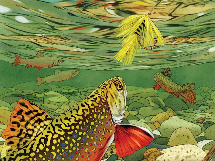 The North Carolina Public Water Mountain Trout Program | Sea Trail ...